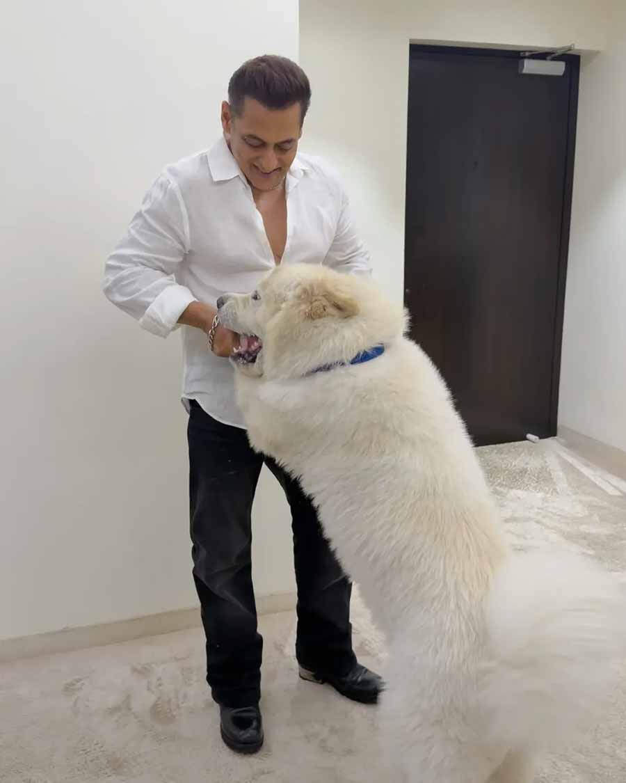 Bollywood Stars Celebrate National Pet Day With Their Adorable ...
